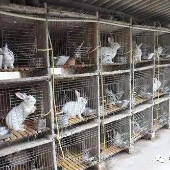 肉兔养殖是农村致富创业的好项目_发展