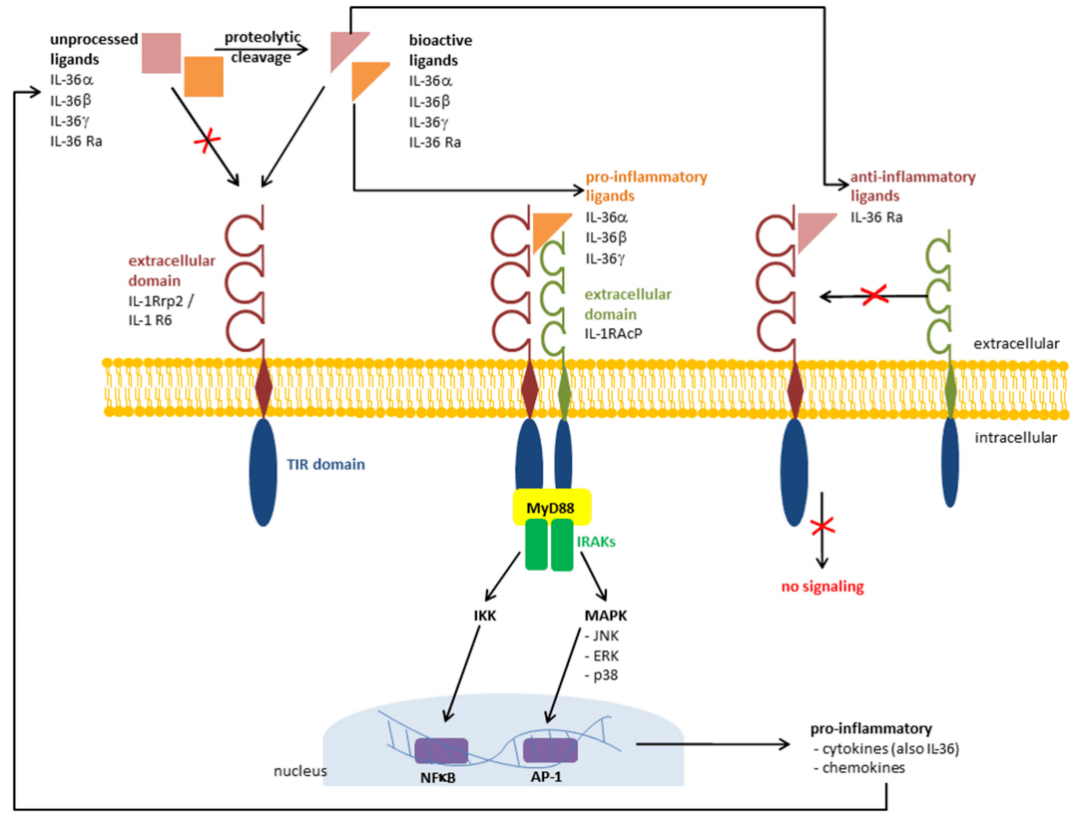 IL-36：功能与疾病；第一款单抗申请上市_炎症