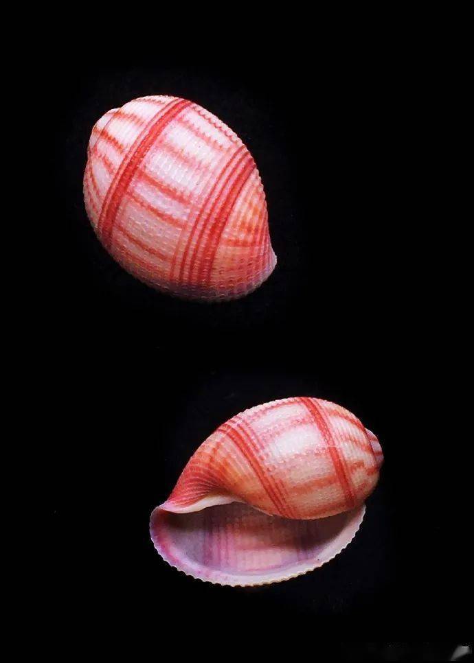 85后小伙痴迷贝壳，拍的贝壳90%你没见过，曝光后令无数人疯狂：世界美学巅峰！_贝类