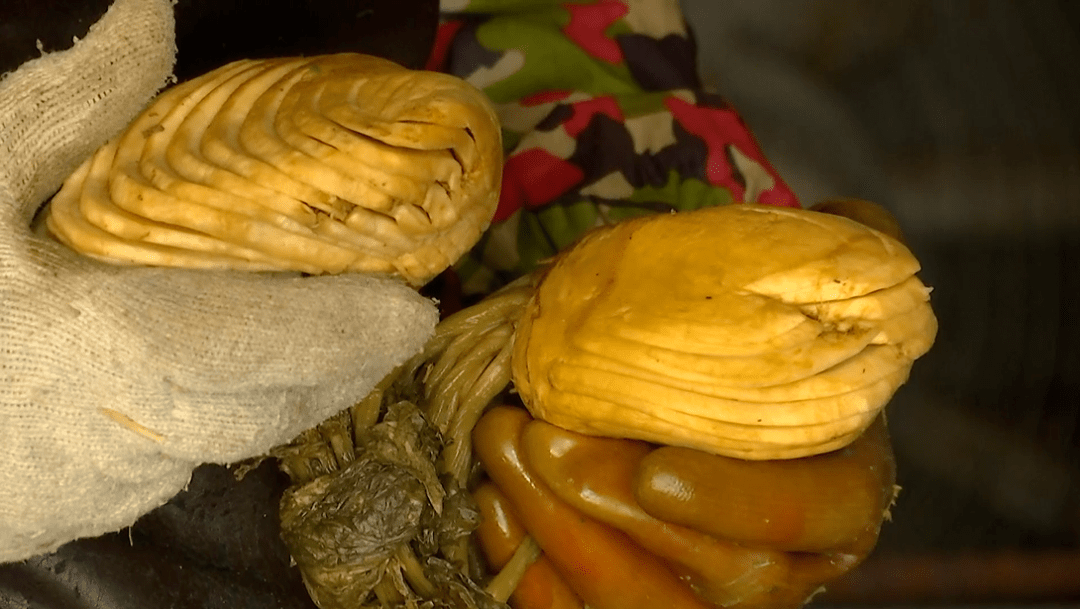 七都大头菜：酱菜作坊里走出的“最香”非遗美食_吴阿四_王建芳_叶子更