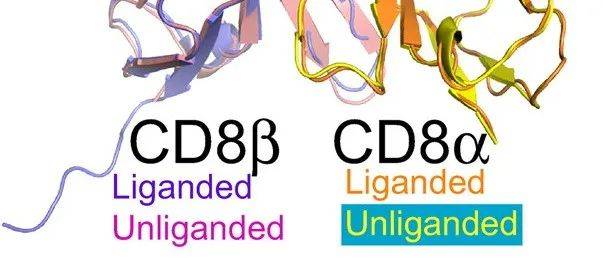 选择CD8抗体时，CD8和CD8α有啥区别吗？_细胞_cn_同源