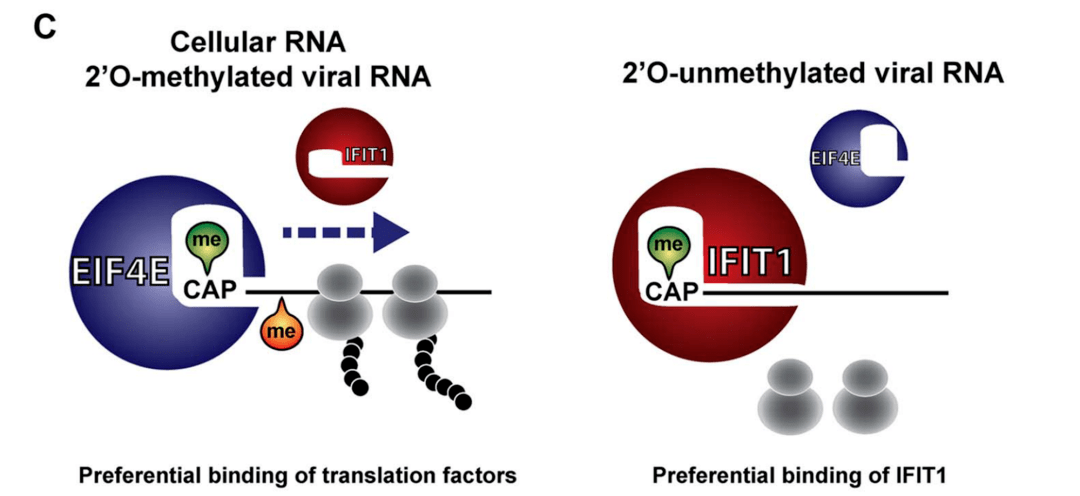 深度解析mRNA甲基化和帽子结构_Cap_合成_过程
