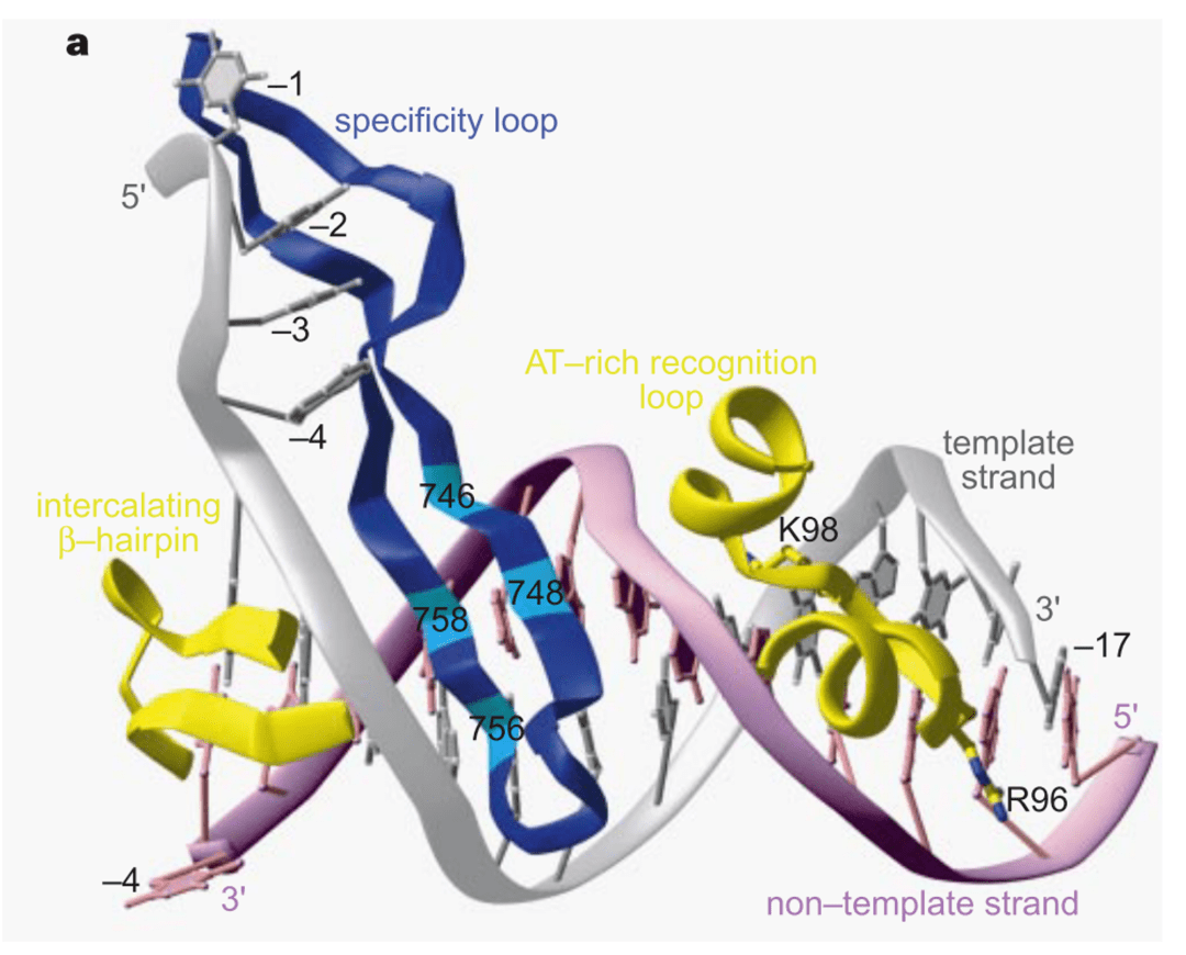 In Vitro Transcription并非想象的那么简单_合成_反应_亚基