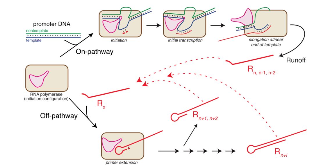 In Vitro Transcription并非想象的那么简单_合成_反应_亚基