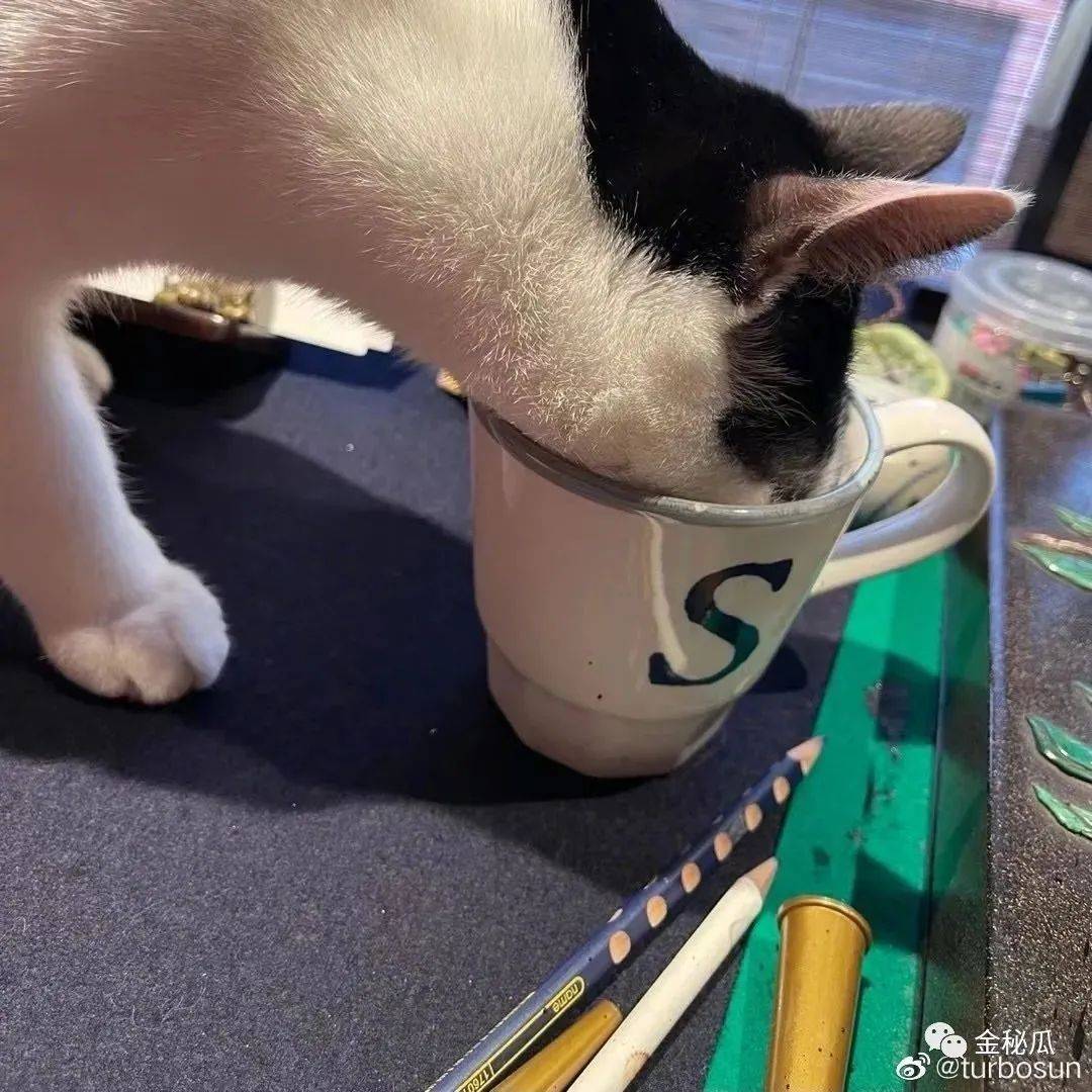 孙俪的猫吃了墨水,网友评论 满满的都是爱意”猫咪味道味觉
