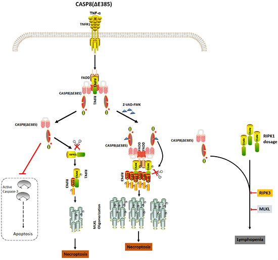 章海兵研究组揭示细胞程序性坏死及免疫稳态调控新机制_剪切_Caspase-_蛋白