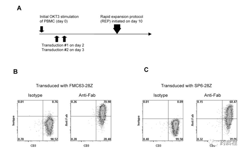 抗CD19嵌合抗原受体的构建和临床前评价_细胞_scFv_克隆