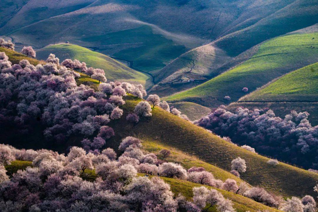 新疆吐尔根杏花沟就要惊艳盛开！春日人间仙境，睁眼便是天堂~-_伊犁_天山_草原