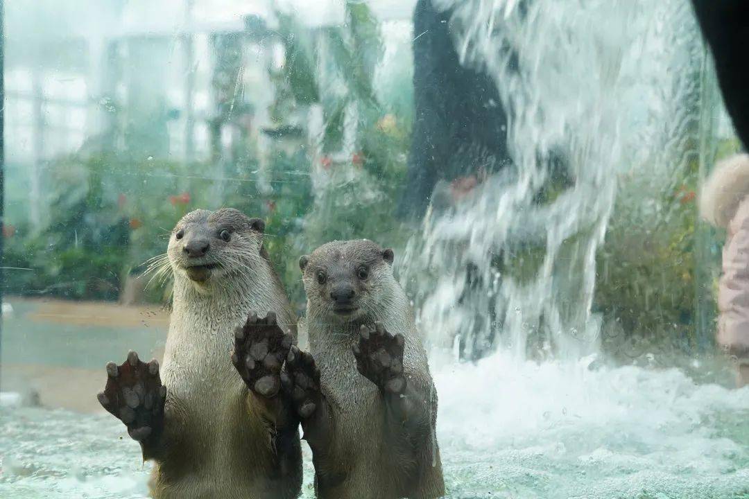 世界海豹日：它，做出了一个“违背祖宗的决定”-半岛网