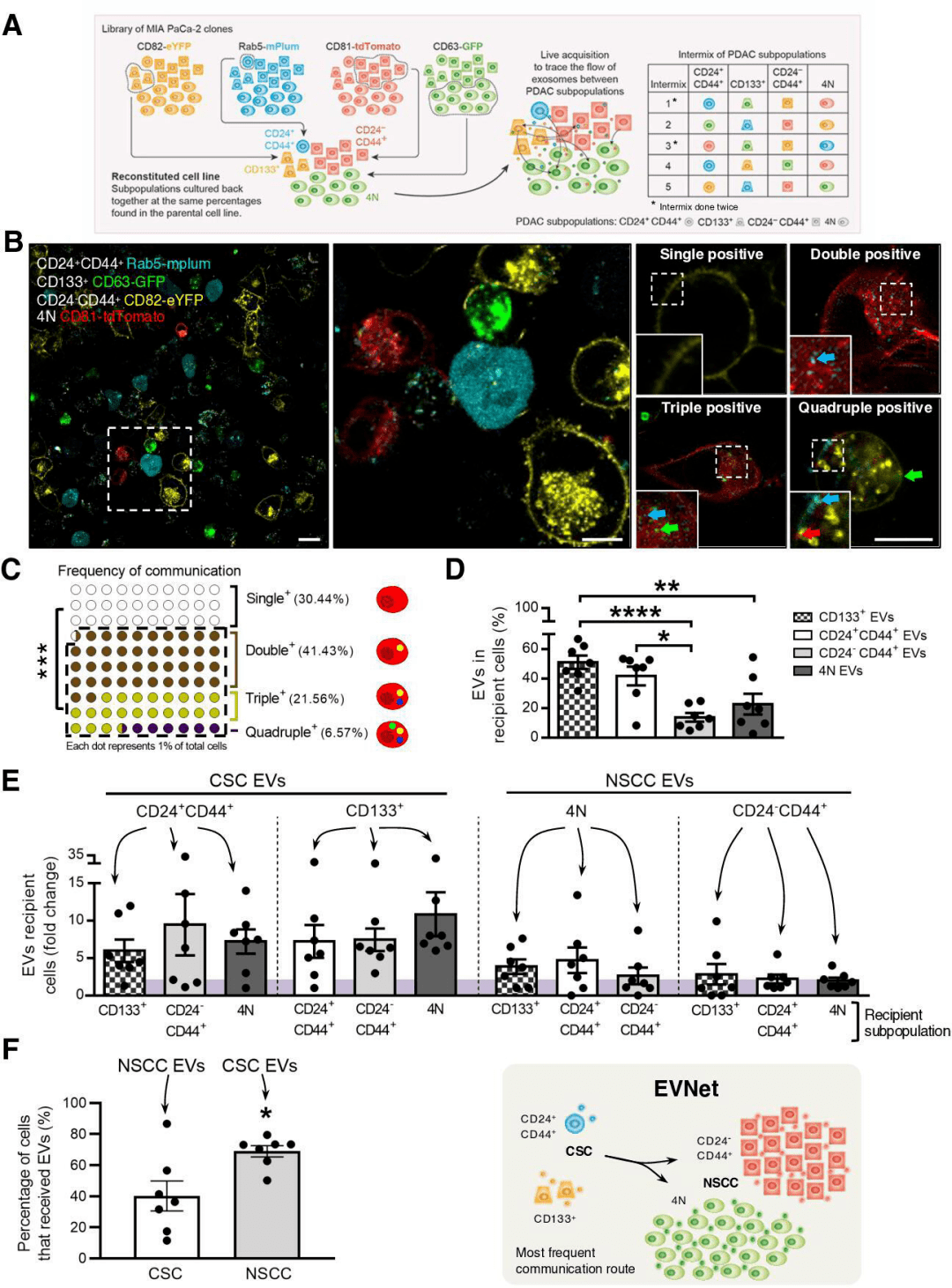 Gut（IF 23.059）| 癌细胞的密探007！胰腺癌细胞外泌体构建信号网络促进肿瘤进展_研究_Network_通讯