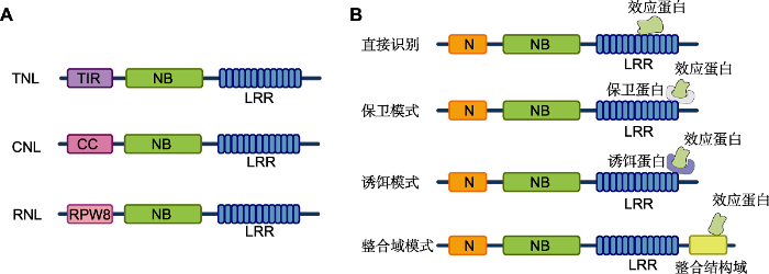 植物NLR免疫受体的识别、免疫激活与信号调控_al_et_通道