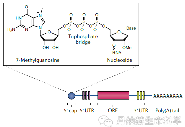 mRNA药物的关键质量属性分析_检测_进行_冷冻