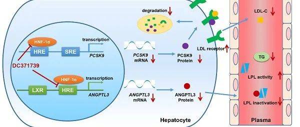 Cell Metab︱上海药物所发现降胆固醇和甘油三酯候选药物并开展作用机制和新靶点发现研究_他汀_柳红_药物