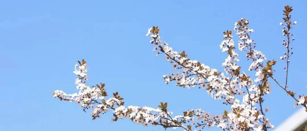 季春时节百花竞 不负韶华砥砺行 晋钢 白花 李白迎