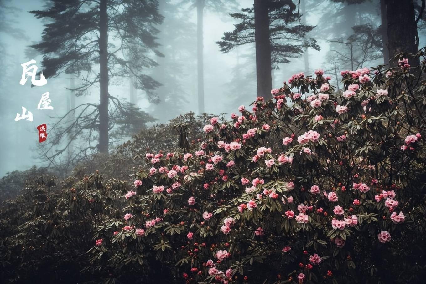 5月瓦屋山，漫山遍野杜鹃花海盛开，是朋友圈最耀眼的那抹粉色_杜鹃花_漫山遍野_粉色