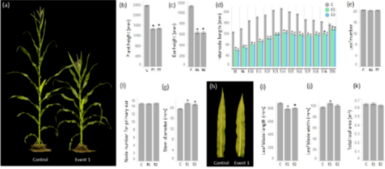 拜耳成功培育具有商业价值的显性矮秆玉米_赤霉素_产量_ox