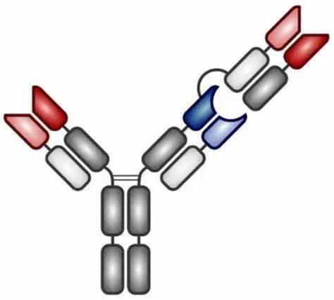 CD3 双抗在实体瘤中的挑战及解决之道_细胞_肿瘤_抗体