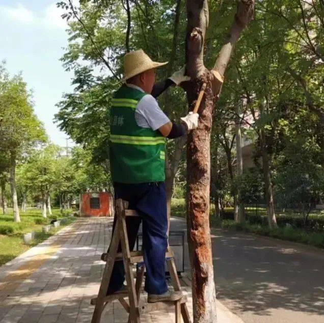 行道树集体“打针” 原来是为了防它！天牛洪山区园林 3151