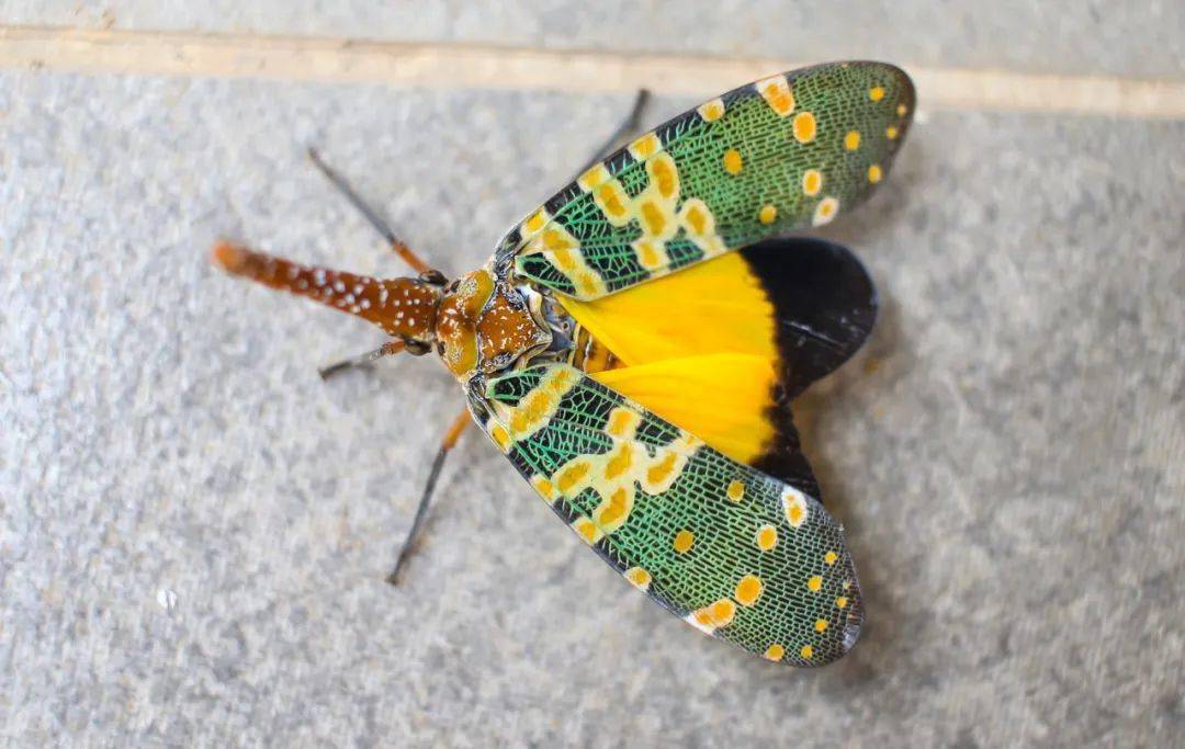 Discover Shenzhen | The longan lanternfly 龙眼鸡_in_昆虫_tree