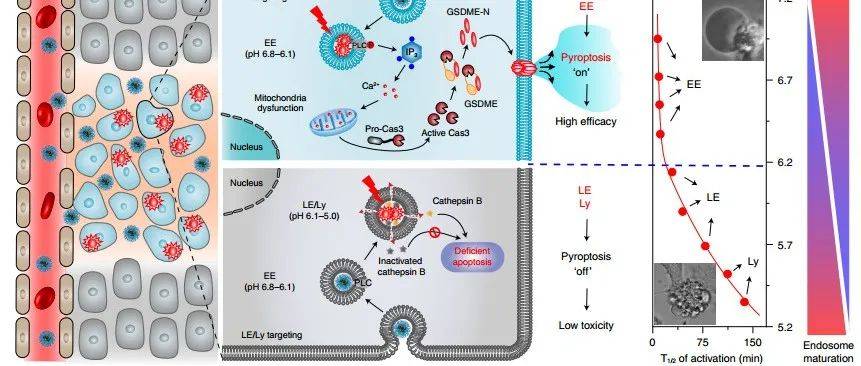 Nat. Nanotechnol|汪贻广/张强团队与游富平团队发文报道高效操控肿瘤细胞焦亡的新策略_纳米_药物_研究