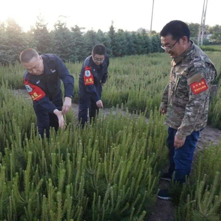 山西省太行山国有林管理局持续强化苗木产地检疫工作林业苗圃向各 5587