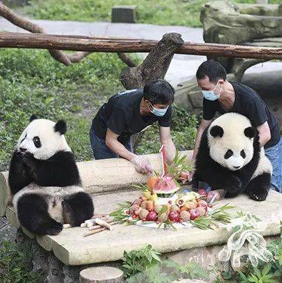6 pandas in Chongqing Zoo celebrating their birthday_face_Xixi_body