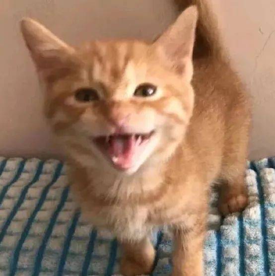 【猫咪领养】可爱小橘寻领养猫咪