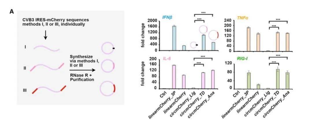 Clean-PIE超越ORNA：科锐迈德公开环状RNA成环框架底层技术 | 会员动态_circRNA_序列_研究