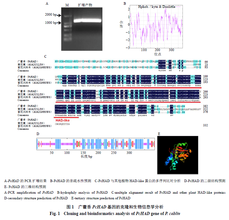 广藿香PcHAD基因克隆及其参与广藿香醇生物合成功能分析_研究_调控_蛋白质