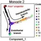 研究揭示胚胎血管内皮祖细胞身份_Procr_团队_组织