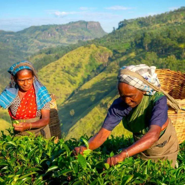 第一个被“禁用化肥农药”搞死的国家，出现了……_经济_斯里兰卡政府_国际