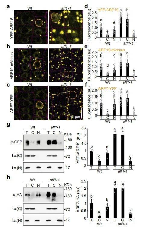 NC｜美国研究人员揭示生长素反应因子蛋白凝聚与核-细胞质相互作用的调控机制_aff_F-box_蛋白