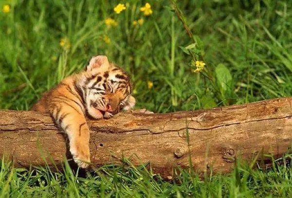 动物们的奇特散热法，你知道吗？_汗腺_热量_身体