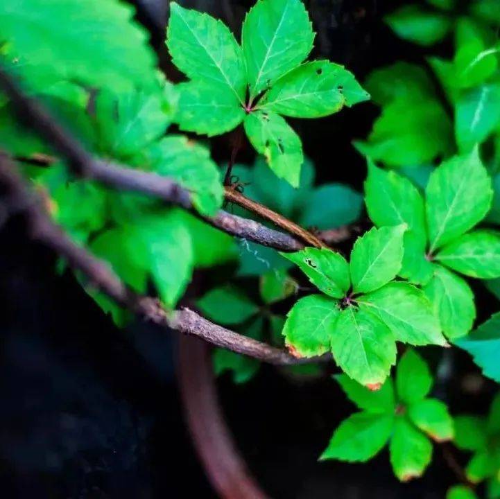【精选荐读】今日大暑,夏季的最后一个节气!快和孩子一起了解这些有趣的节气知识吧时节暑气习俗