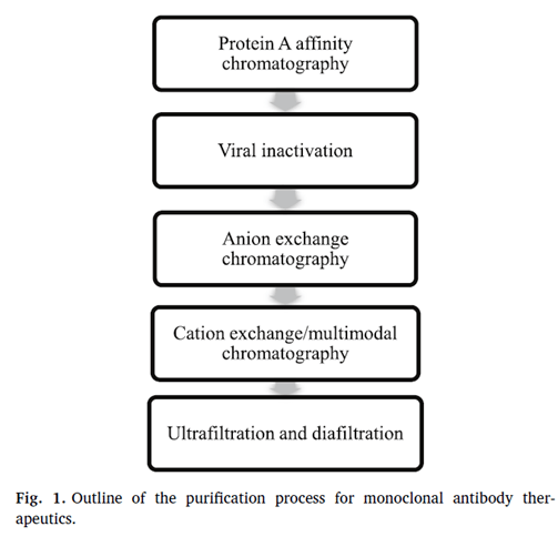 protein A 配基改造策略用于治疗性抗体高通量纯化_进行_Fabs_工程化