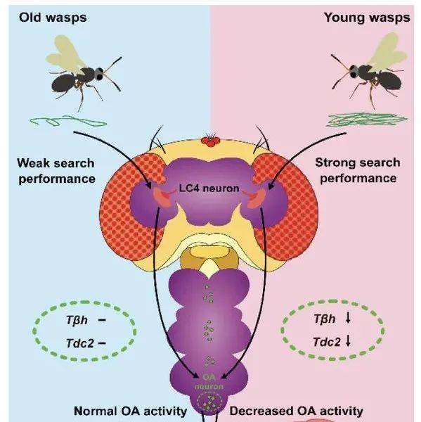 浙江大学黄健华/陈学新教授团队在NC和 ISME J连发两篇研究论文_寄生蜂_寄主_害虫