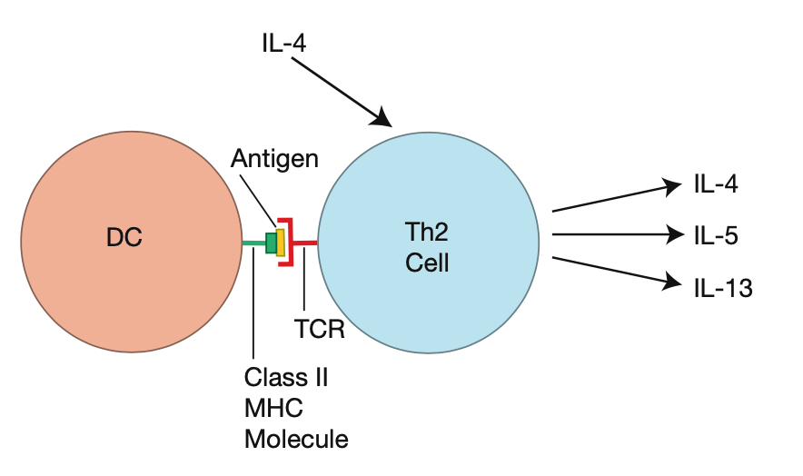 人人学懂免疫学第二十三期：Th2、Th17和Th0细胞_抗体_细菌_真菌