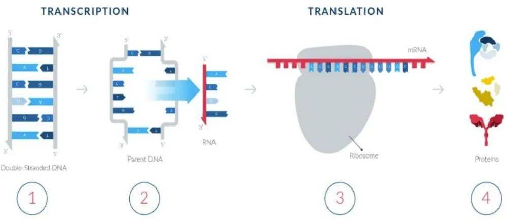 【热点关注】环形RNA技术能否替代mRNA疫苗技术？默沙东大举押注环形RNA，与ORNA达成36亿美元合作，推进下一代RNA疗法_Orna ...