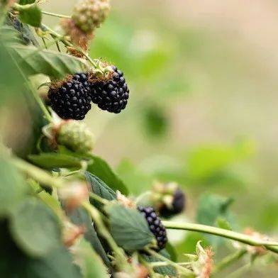 Sweet blackberry varieties gain popularity amongst consumers_low_sweet_is