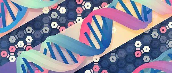 当我们把DNA比作语言时，真的如此吗？_基因组_人类_字母