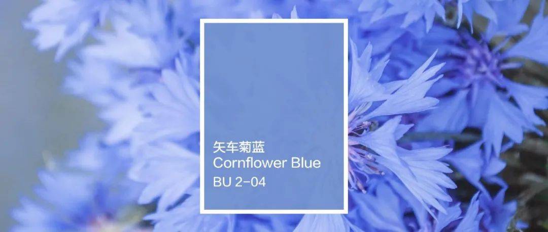 色彩| 矢车菊蓝的绽放，娴淑高贵，守护爱与欢乐_颜色_银白色_绿色