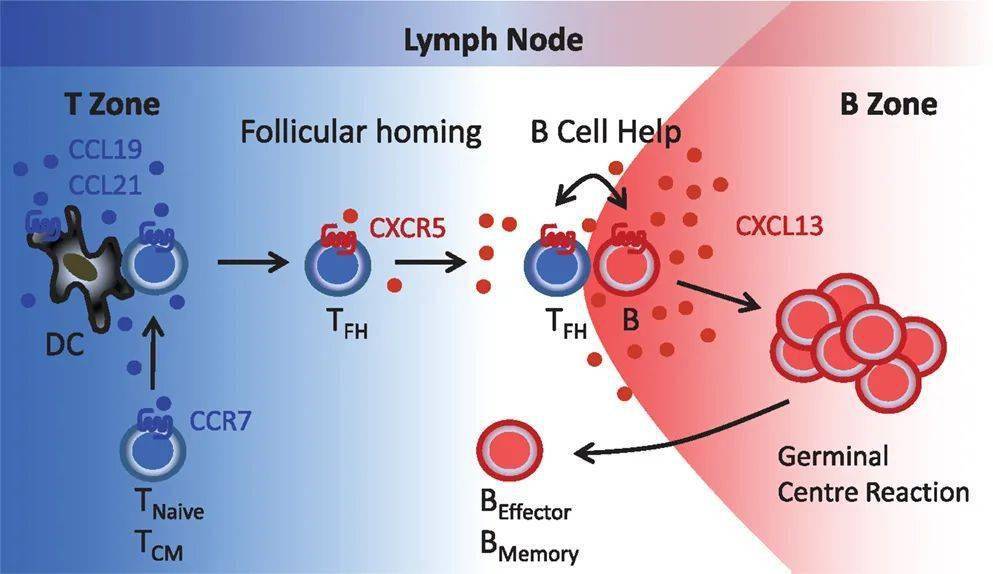 人人学懂免疫学：第二十七期_细胞_淋巴_静脉