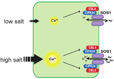 Dev. Cell丨德国明斯特大学Jörg Kudla团队揭示植物对盐胁迫的量化响应机制_the_in_变化