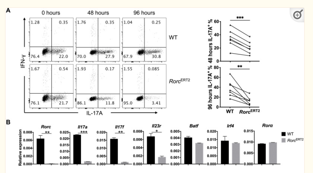 RORγt维持成熟Th17细胞谱系新机制_相关_th_Treg