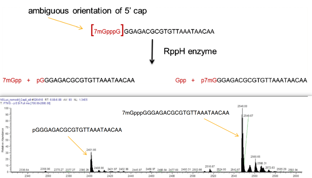 mRNA加帽率测定方法研究进展_反应_RppH_酶法