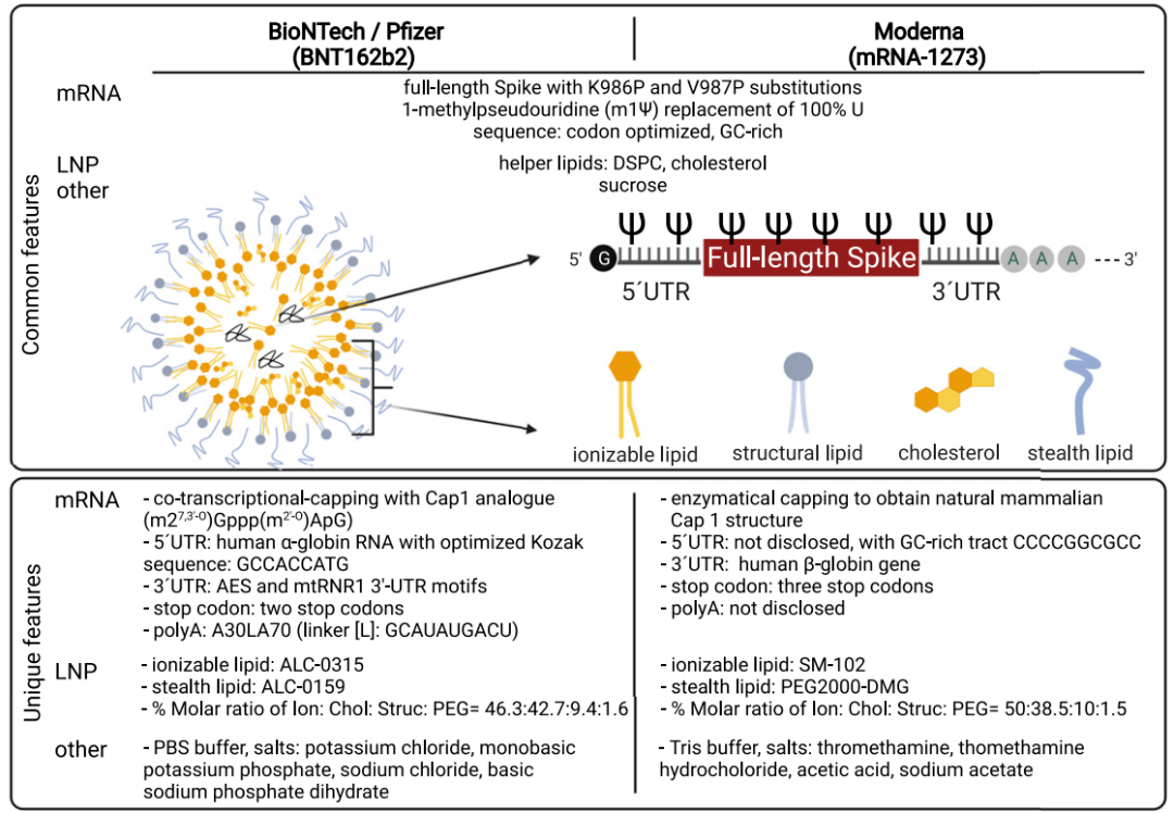 新冠mRNA疫苗：平台和目前的进展_临床_技术_细胞