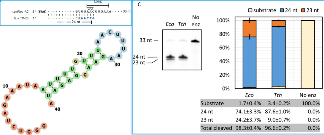 mRNA加帽率测定方法研究进展_反应_RppH_酶法