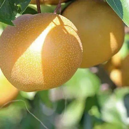 Strong Hebei Crown Pear Season Marked by High Quality and ..._Asian ...