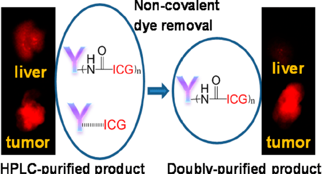 吲哚菁绿（ICG）一种近红外I区荧光染料_组织_肿瘤_nm