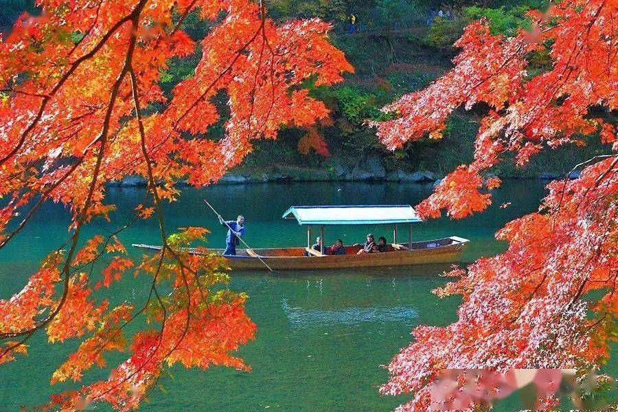 久违了红叶季！这个秋天，去日本“追枫”吧~_枫叶_赏枫_胜地